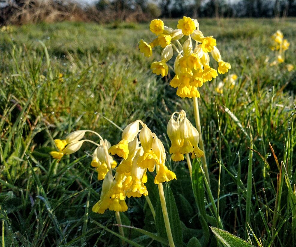 Weekly wild news from our reserves - 14 May 2021 | Suffolk Wildlife Trust